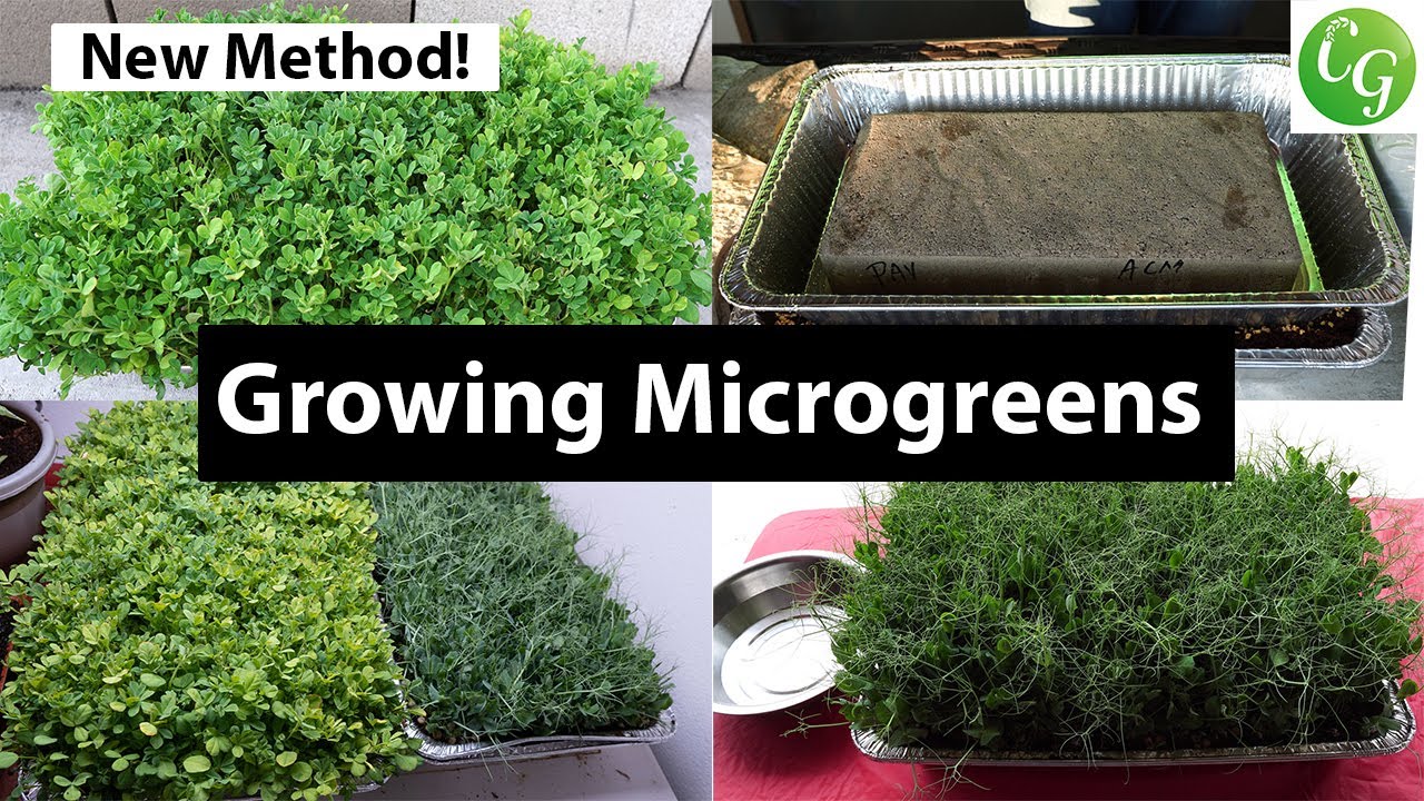 How to Grow Microgreens from Start to End - Complete Microgreens ...