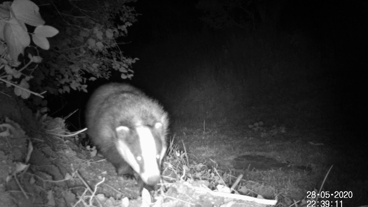 Badger finds peanuts closer to camera - YouTube