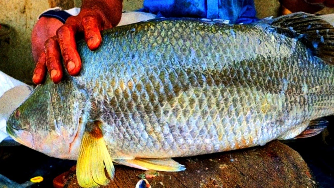 Amazing Koi Kural Fish Cutting Skills || Skinning and Copping - YouTube