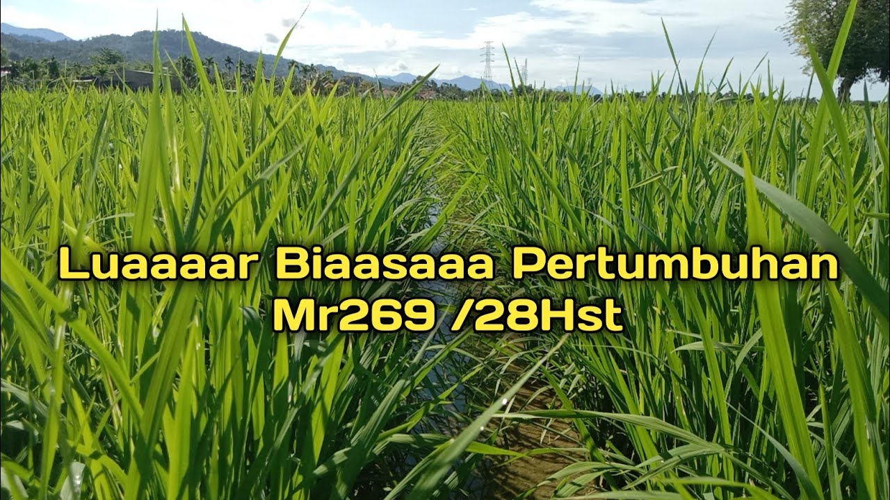 LUAR BIASA PERTUMBUHAN PADI Mr269 DI USIA 28 HST ||PETANI MUDA - YouTube