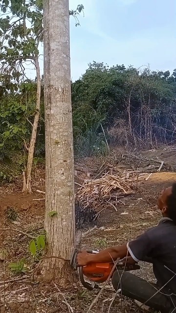 A long and tall tree#wood#woodworking#shorts - YouTube