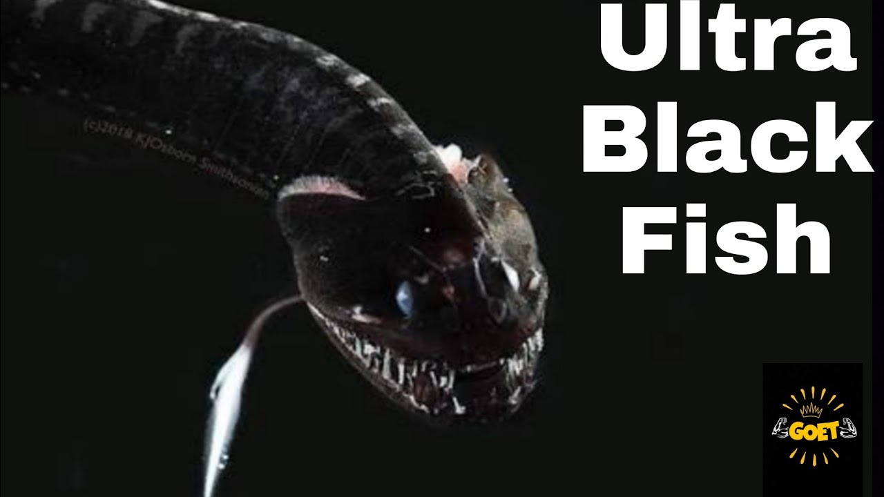 Scientist new discovery Ultra Black Fish || वैज्ञानिकों की नयी खोज़ ...
