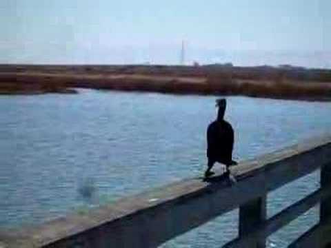 Whose that trip trapping over my bridge? - YouTube