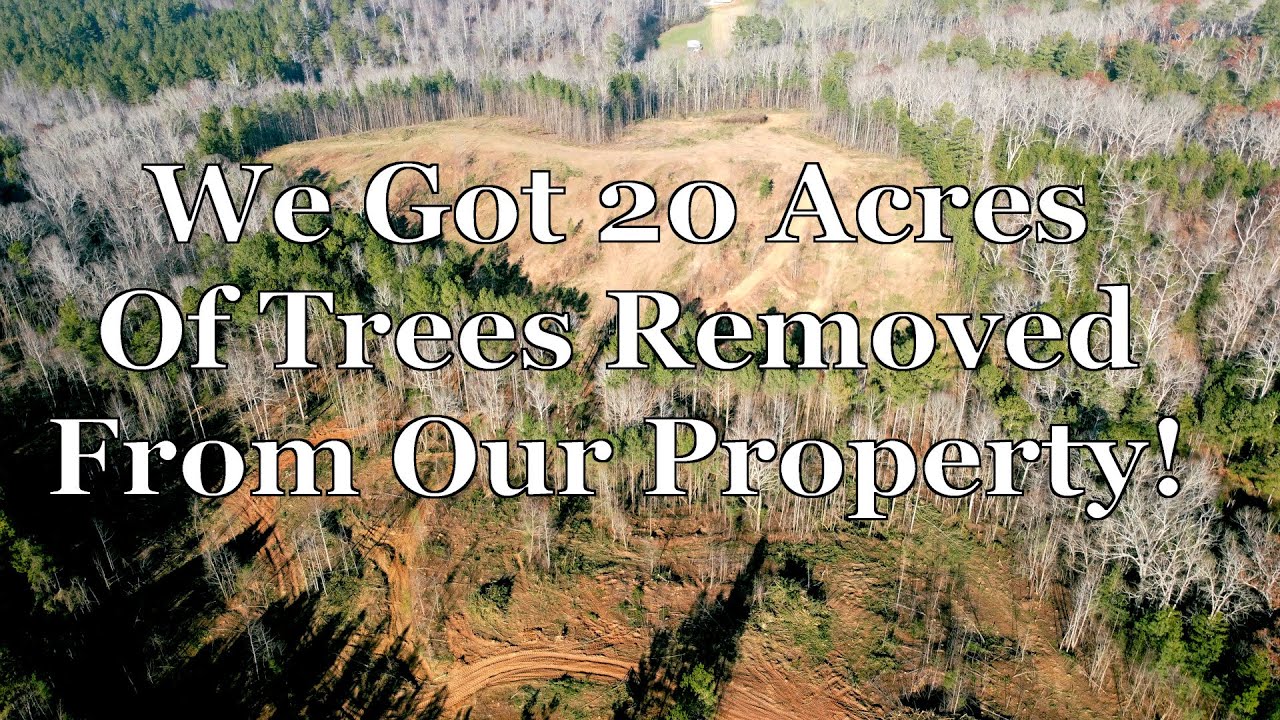Our Trees Are Gone! - 20 Acres of Timber Harvested - YouTube