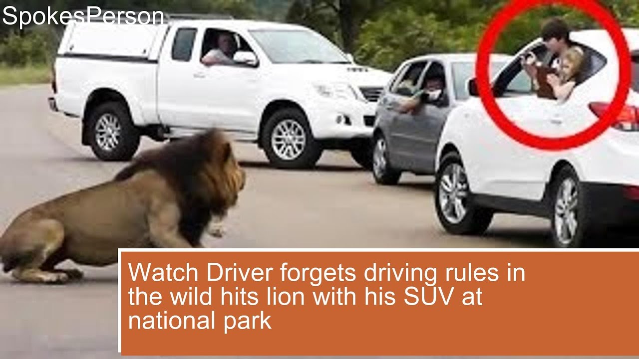 Watch Driver forgets driving rules in the wild, hits lion with his SUV ...
