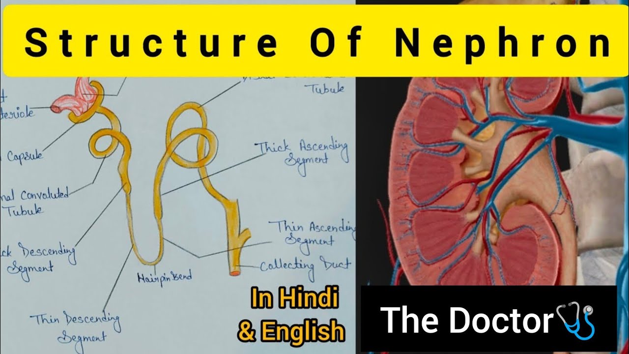STRUCTURE OF NEPHRON || KIDNEY || EASY EXPLANATION OF NEPHRON IN HINDI ...