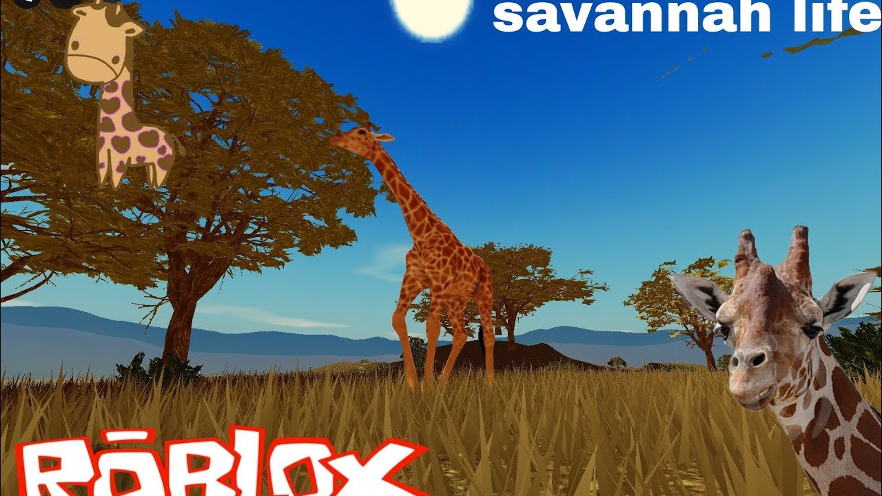 Vida de uma girafa 🦒 na savannah life #roblox - YouTube