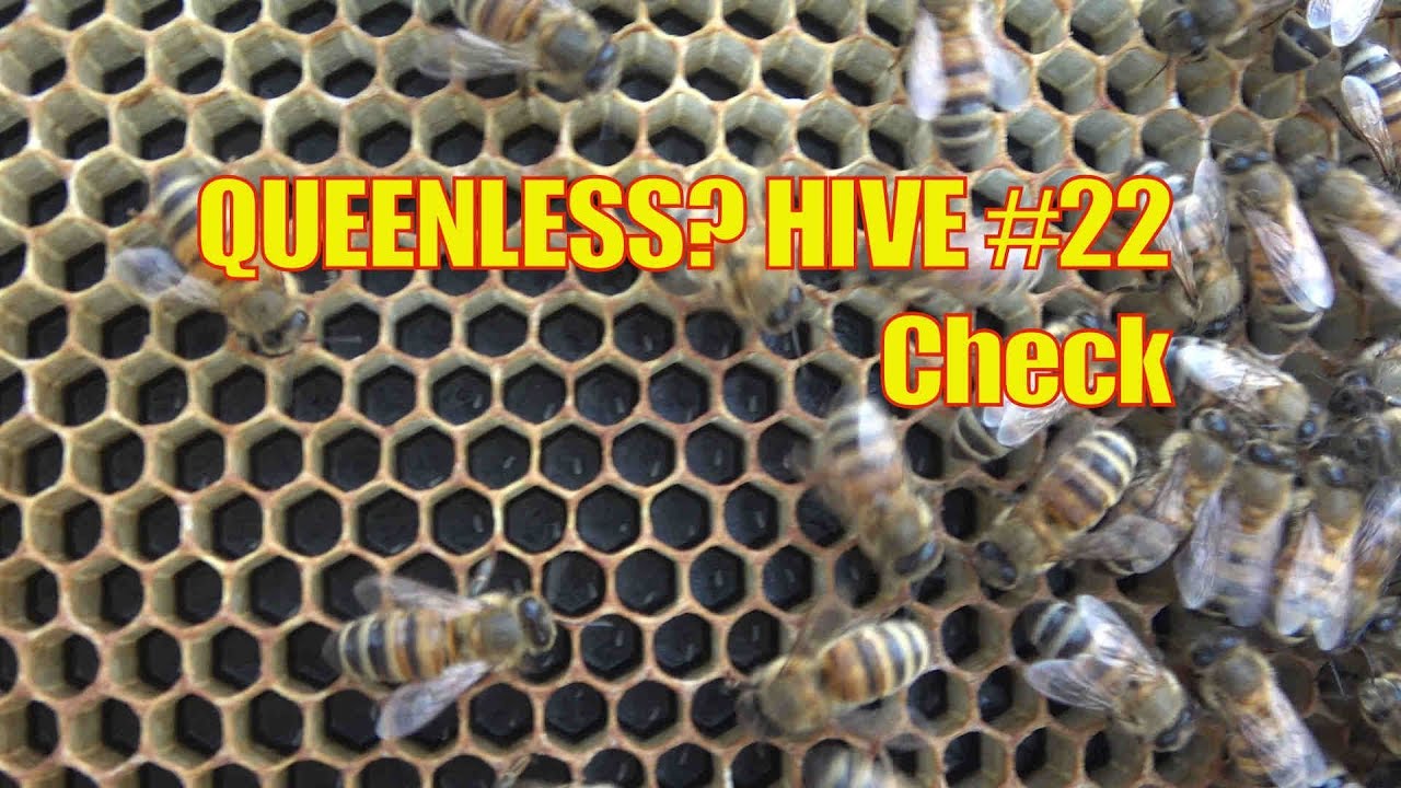 Beekeeping: Queenless Bee Hive #22 Progress Check - YouTube