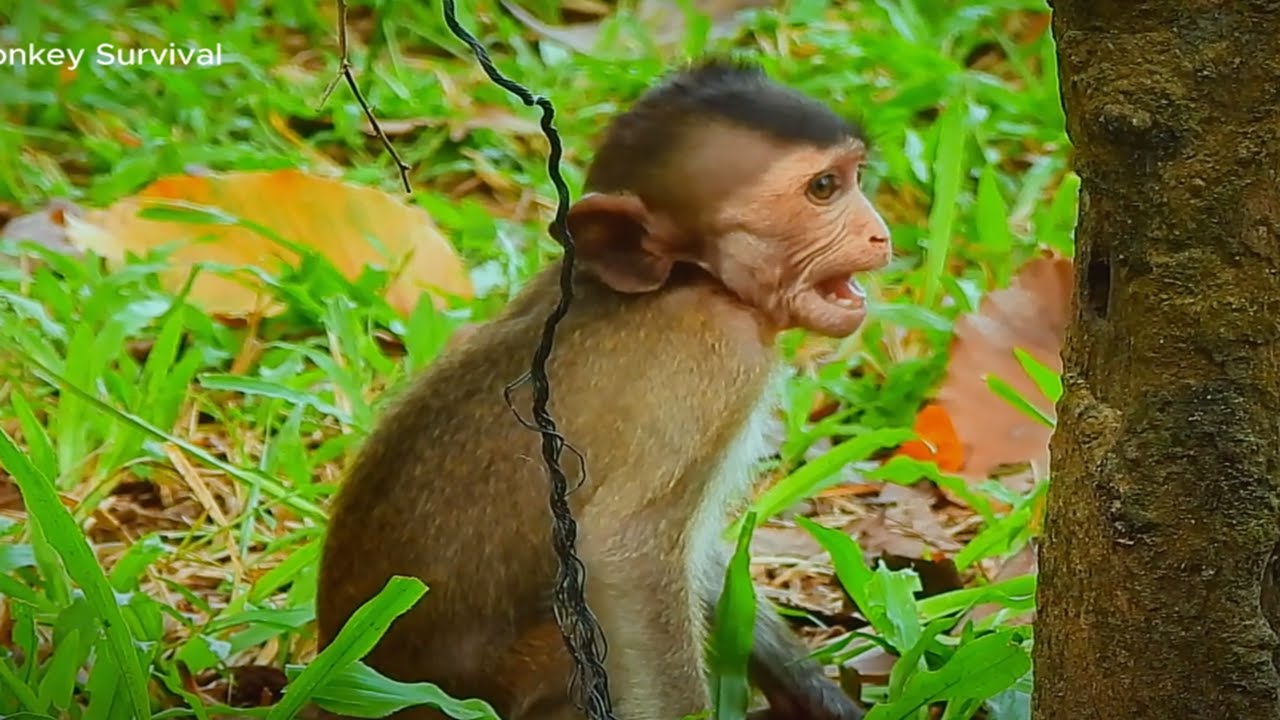 Oops! Poor little baby Crying loudly, What's wrong on baby's Mother ...