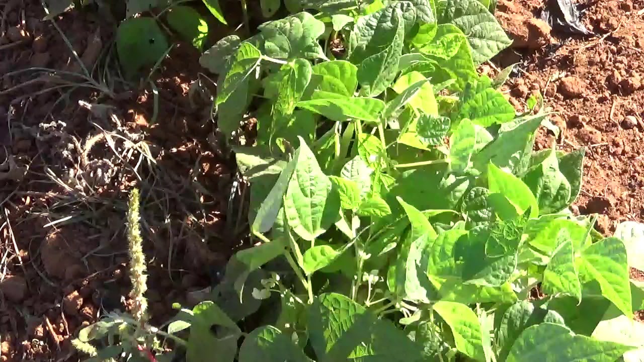 Weeding and Irrigating Red Beans - YouTube