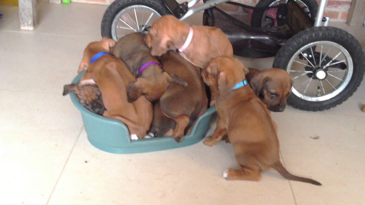 Rhodesian Ridgeback puppies piling up,... - YouTube