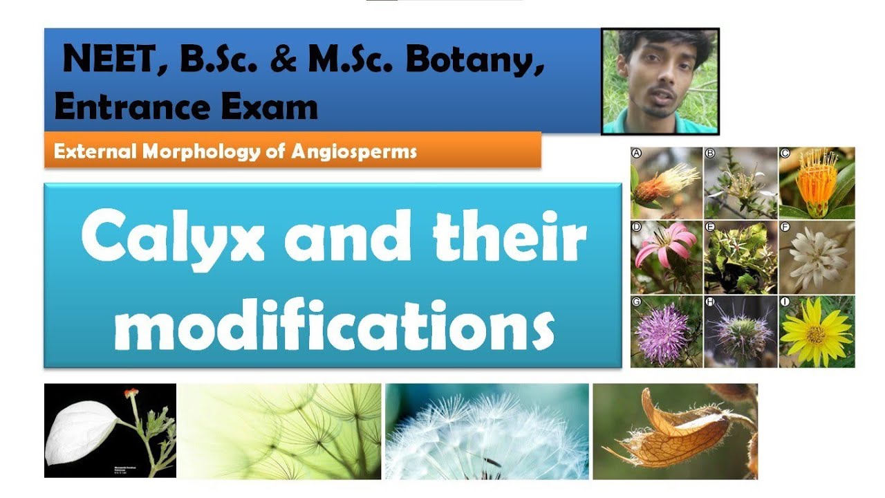 Calyx and their Modifications | NEET, B.Sc. & M.Sc. Botany - YouTube