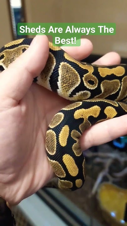 "The Astonishing Transformation: Ball Python Sheds Revealed" #python # ...