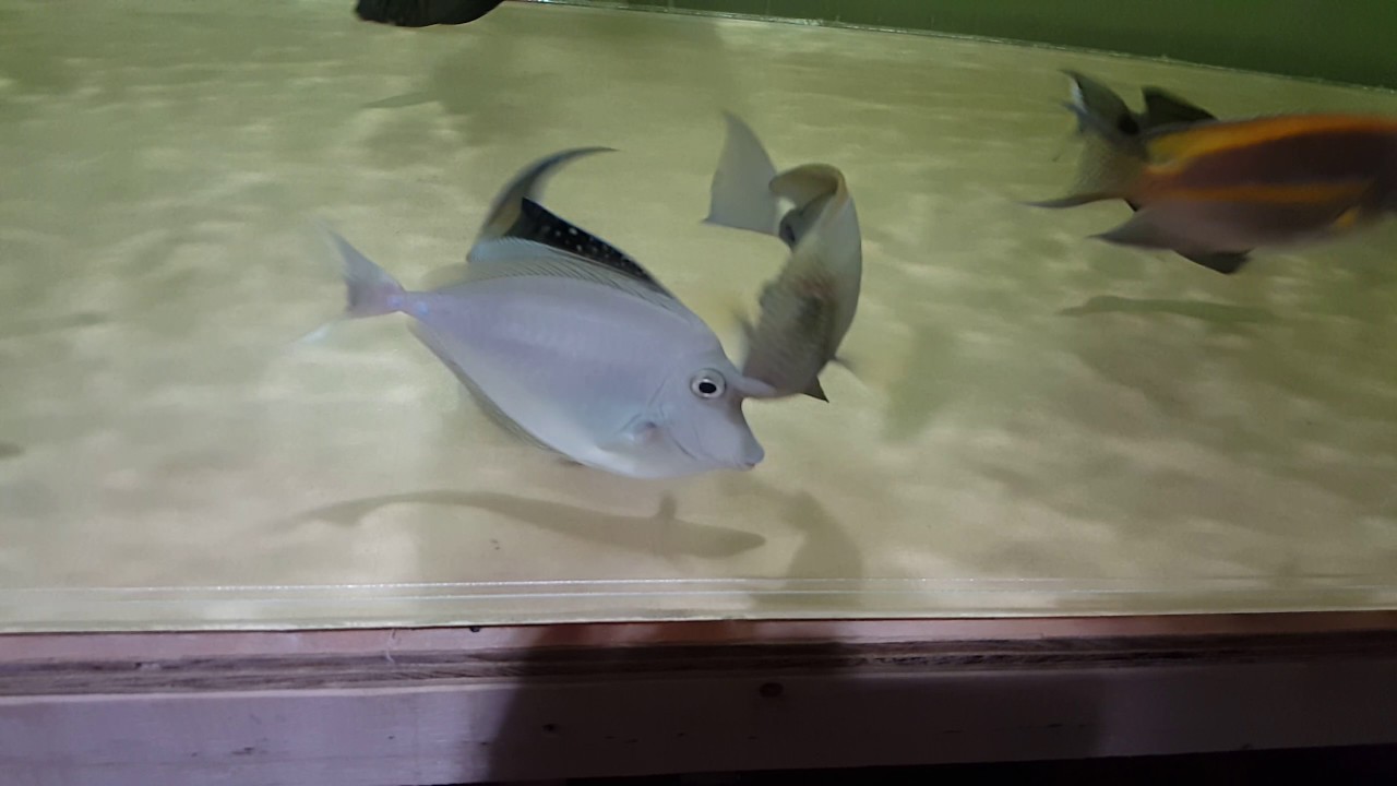 Maculiceps Tang (eating) $249 - Sumatra - YouTube