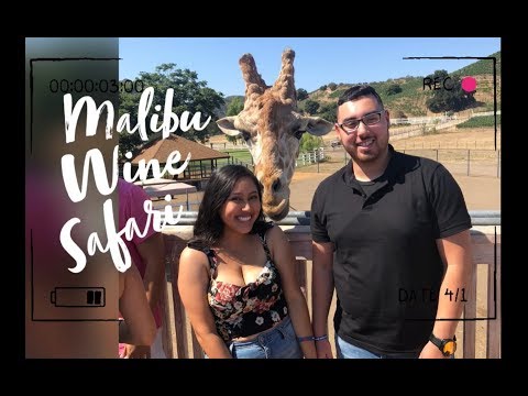MALIBU WINE SAFARI | 22nd Birthday Surprise + Feeding Stanley the Giraffe