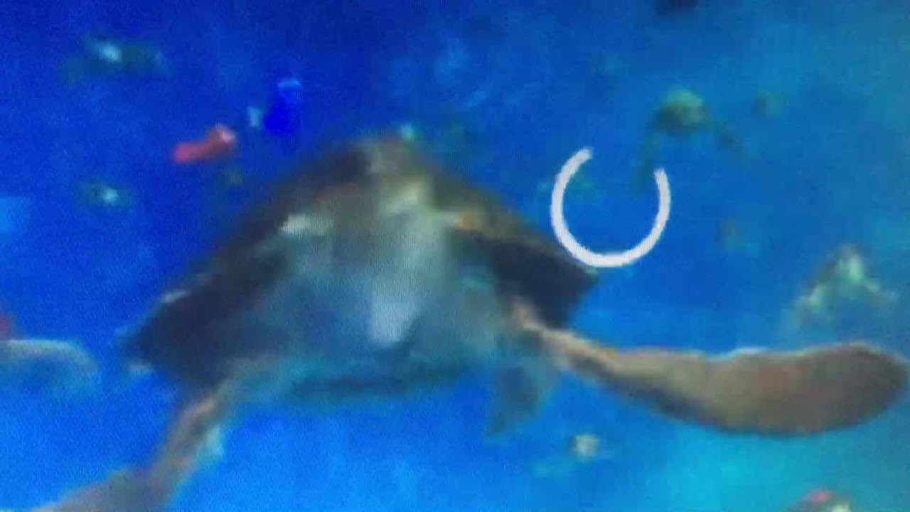 Finding Nemo - East Australian Current Journey - YouTube