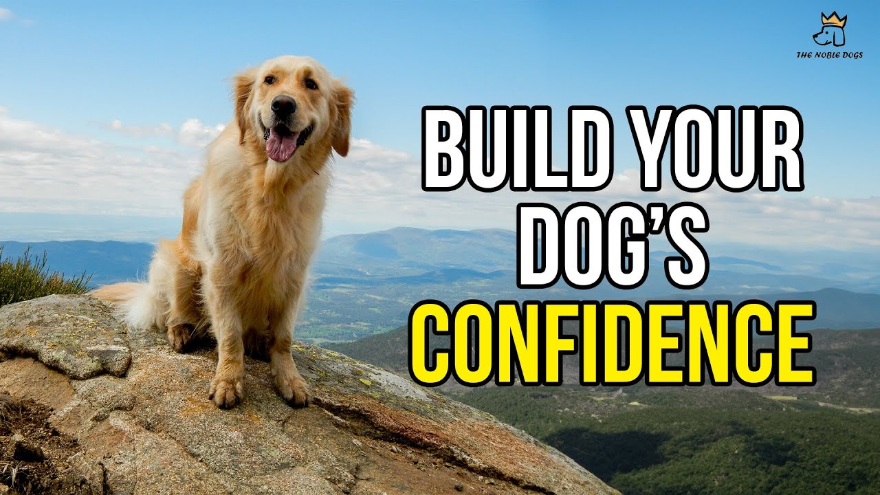 BUILD Your Dog's Confidence! - YouTube