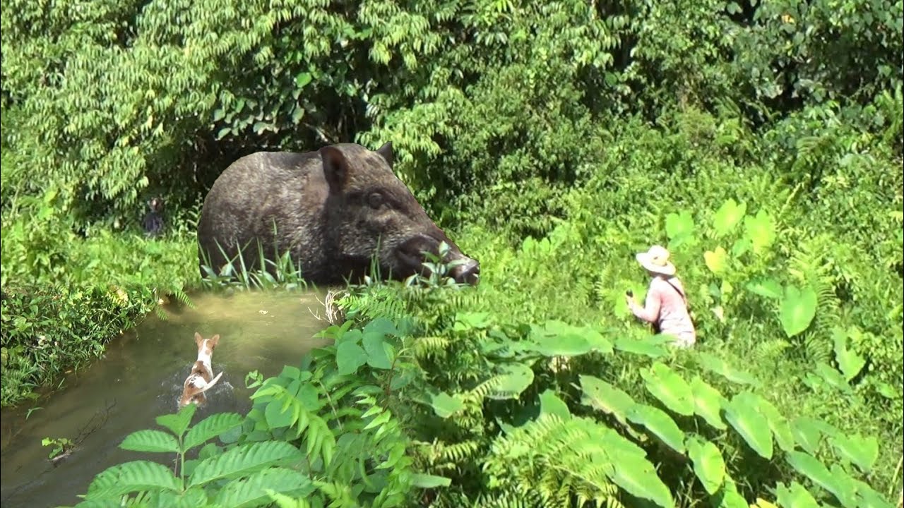 TERJEBAK DI HUTAN YANG DIKELILINGI POHON Jilatang | babi besar mengamuk ...