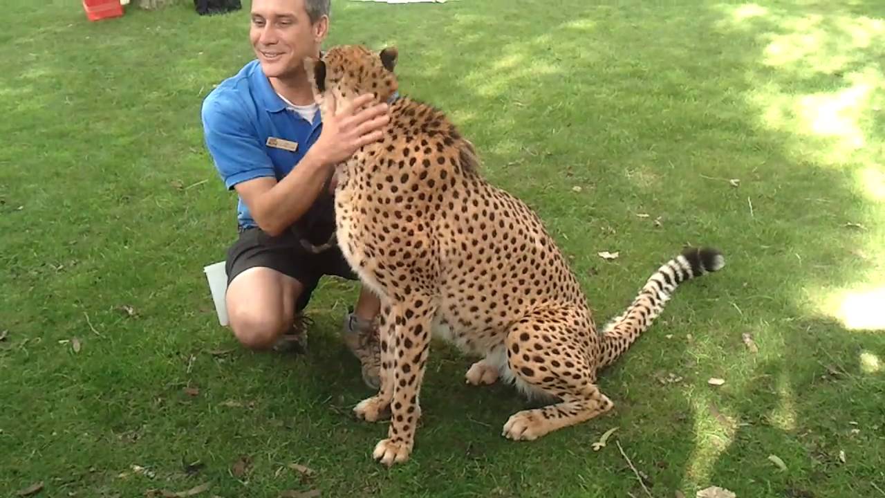Cheetah Purrs - YouTube
