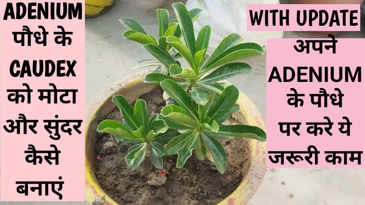 ADENIUM पौधे के CAUDEX को मोटा और सुंदर कैसे बनाएं || Get Big Caudex in ...