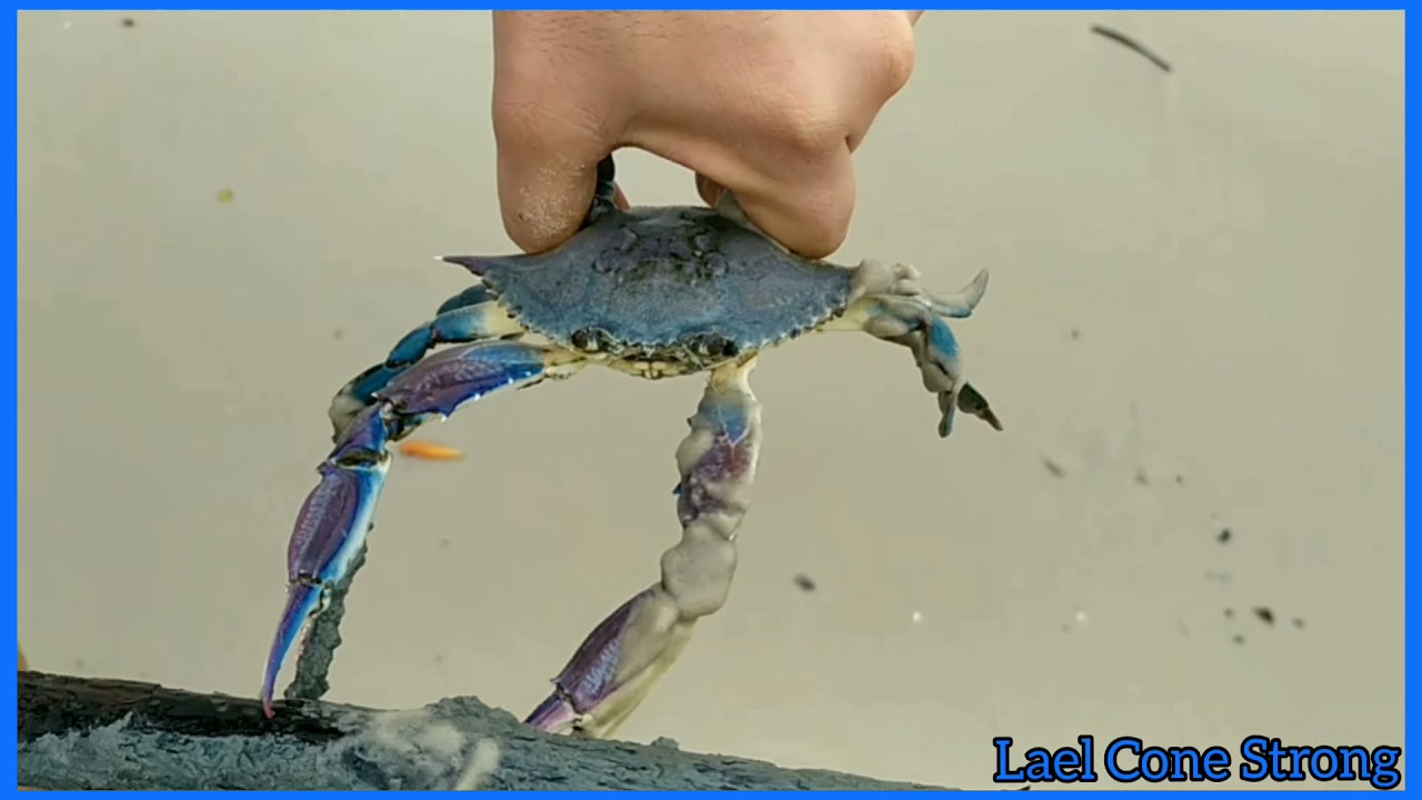 SIRI AZUL na PRAIA, Crustáceos Decápodes Portunídeos - YouTube