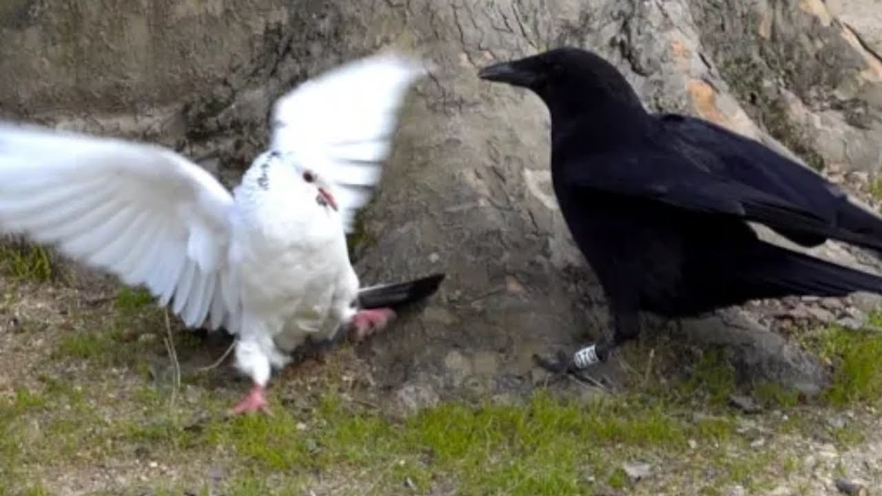 pigeon and crow fight 🥵🥵. #youtube #india #newvideo #viral #kabootar ...