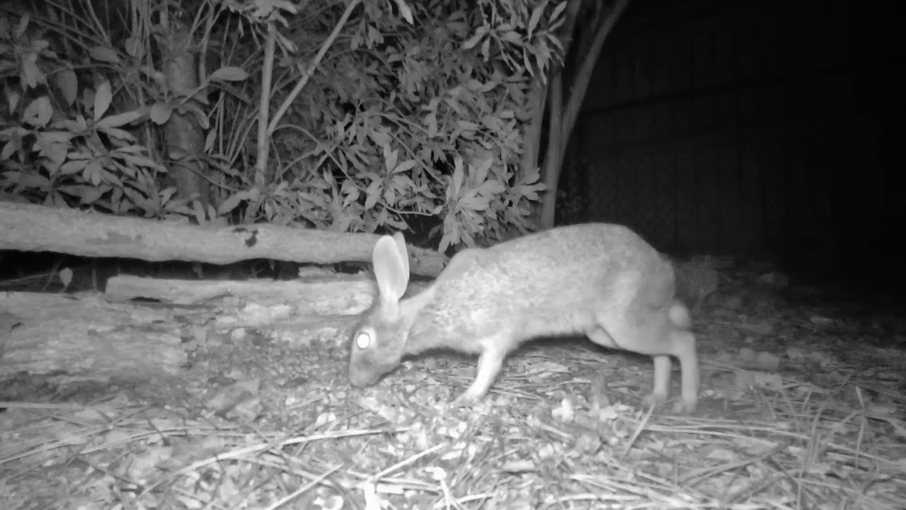 Rabbit and Opossum - YouTube