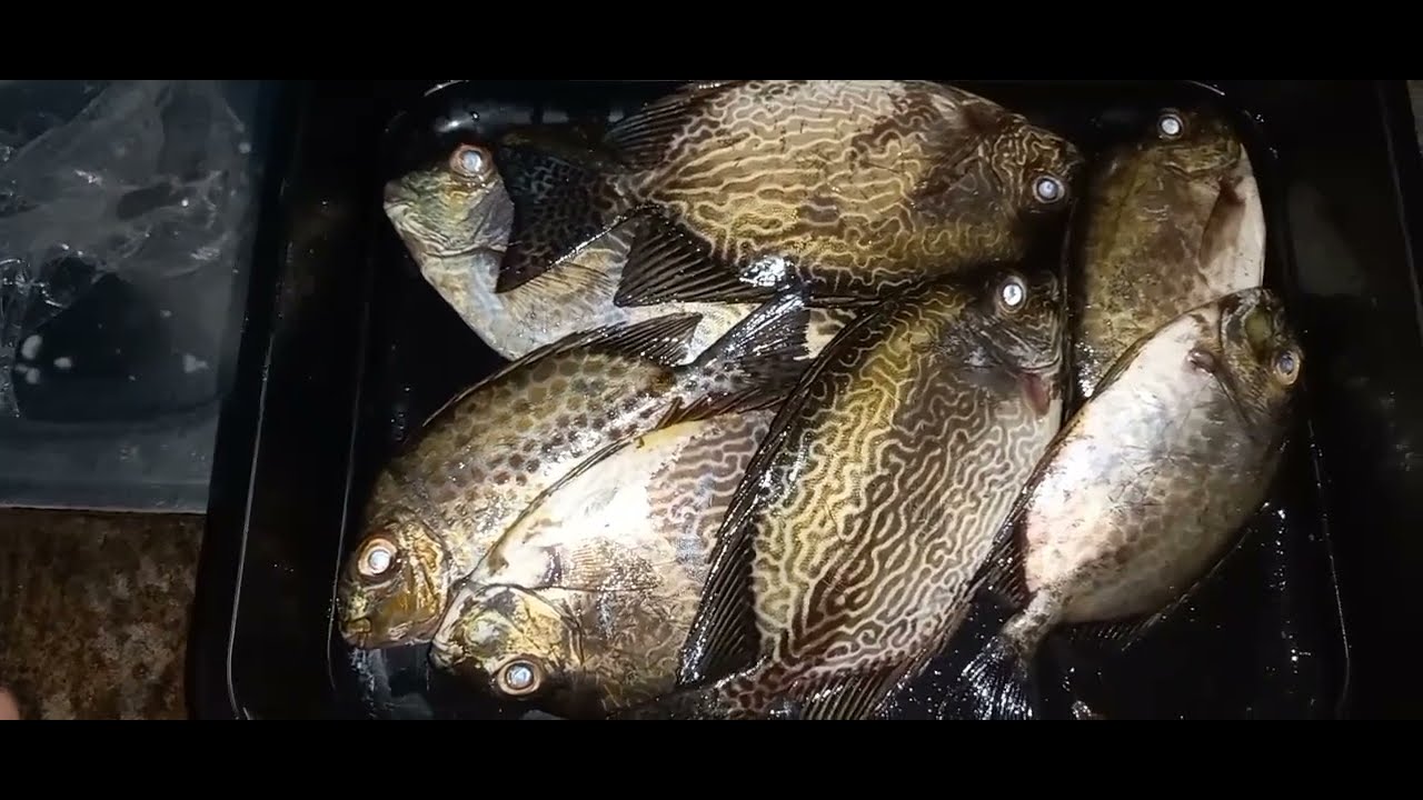 Fresh Fish Dangit#shortsvideo - YouTube