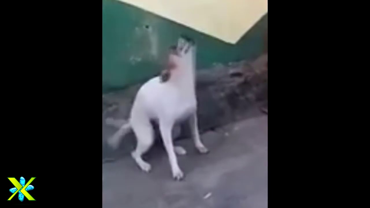 Perro Chillando REMIX - YouTube