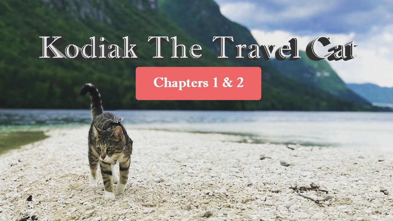 Kodiak The Travel Cat: The Attempt on a World Record - YouTube