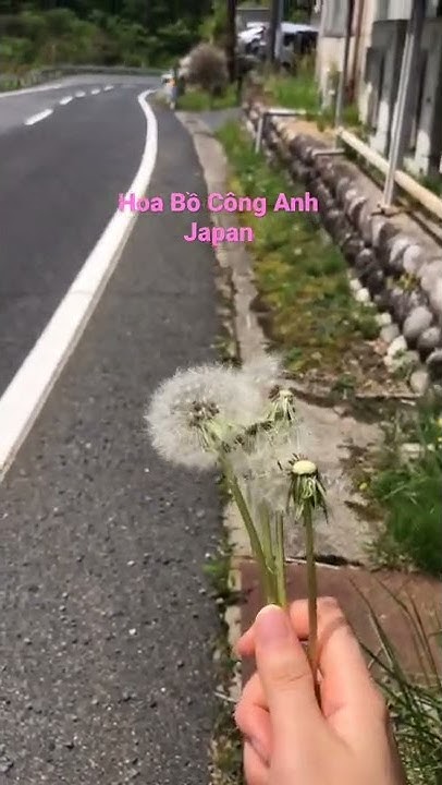 Hoa Bồ Công Anh Japan-Tanpopo Dandelion-タンポポ日本 - YouTube