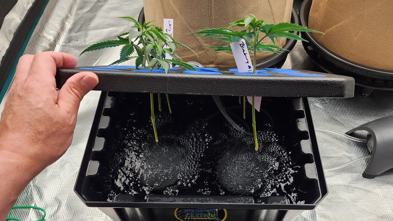 Growing Autoflowers W/Dr. Earth - Day 18 | Outdoor Week 10 | MarsHydro ...