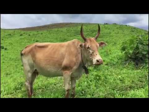 Noob nyuj ej nyuj 10 Choj thiab nyuj zaj dawb nyuj nom tuam yaj - YouTube