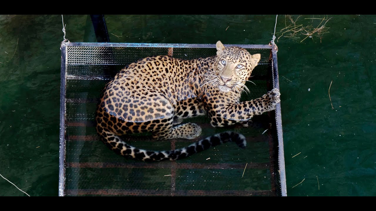 Drowning Leopard Rescued From 50-Ft Deep Well - YouTube