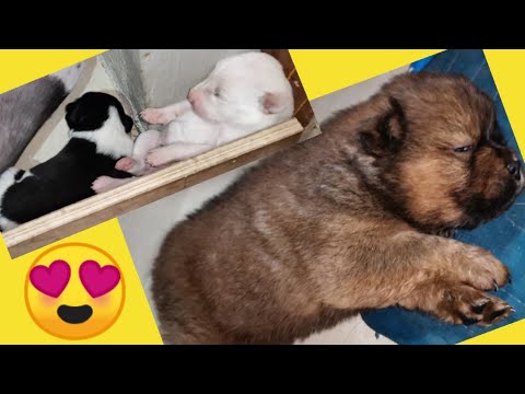 Puppies Update - CHOWCHOW & ASPIN - YouTube