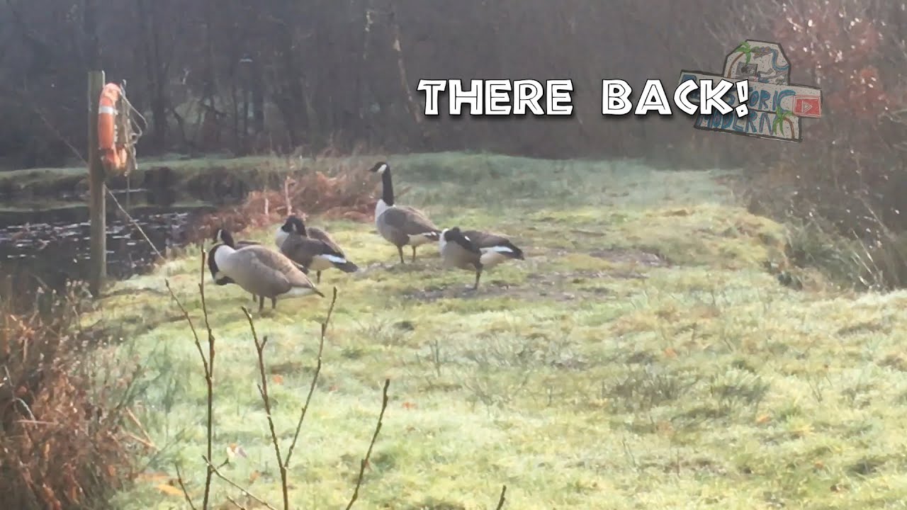 There BACK! (The Goose Adventures) - YouTube
