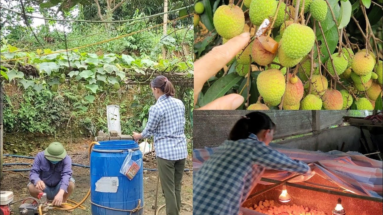 Spray insecticide for lychee. And take care of the newly bought chicks ...