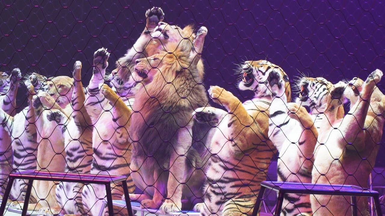 Can the Circus Survive Without Elephants? - YouTube