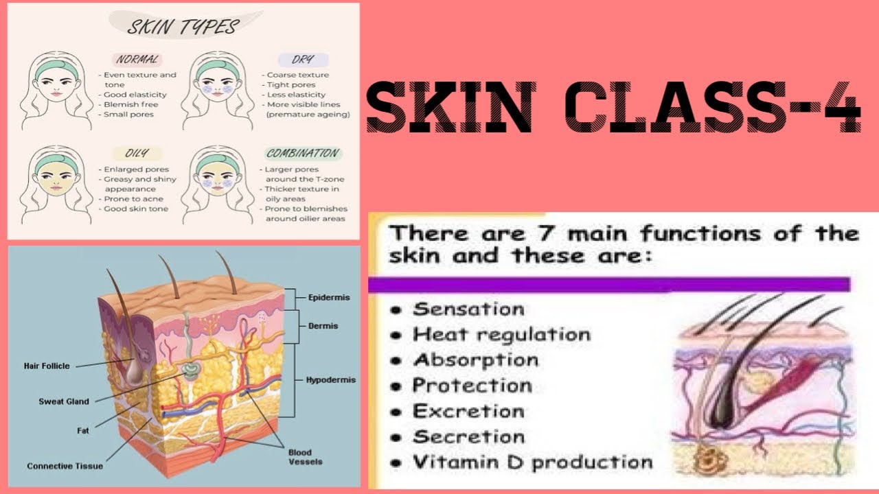 #skinthory# skin class .skin knowledge.types of skin #annbeautycare ...