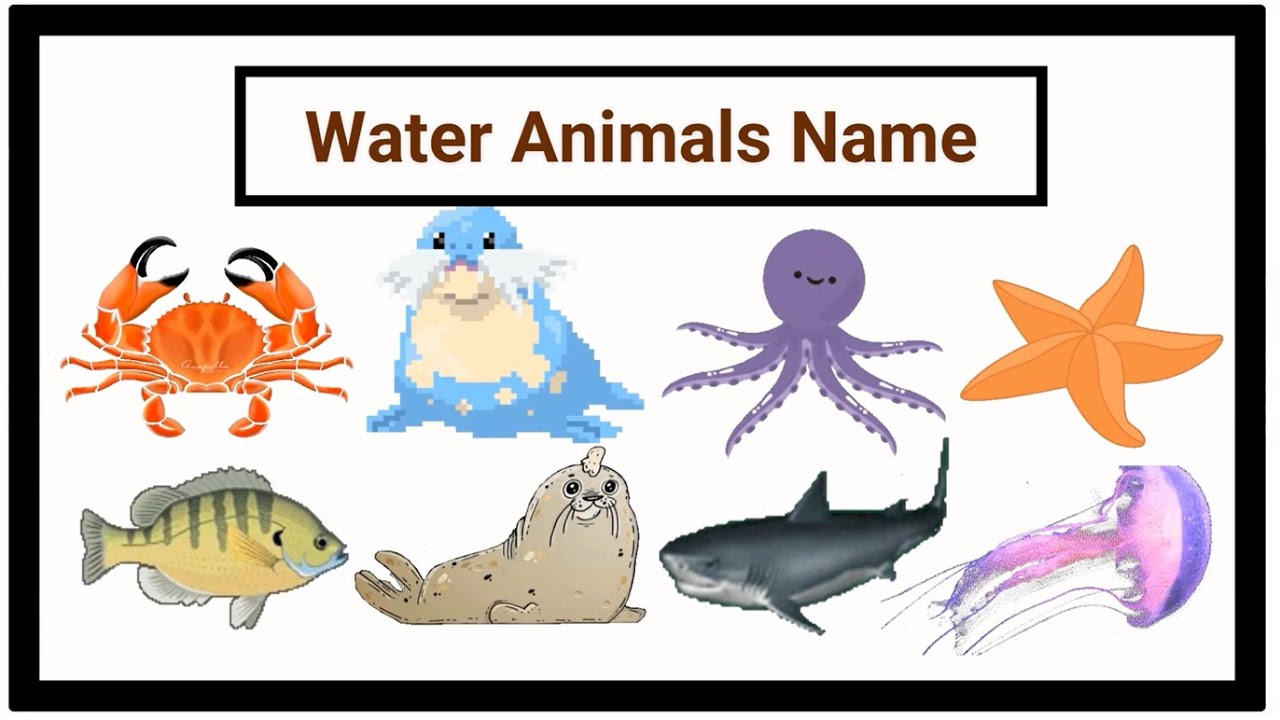 20 Water Animals Name in English | Learn Sea Animals Name with pictures ...