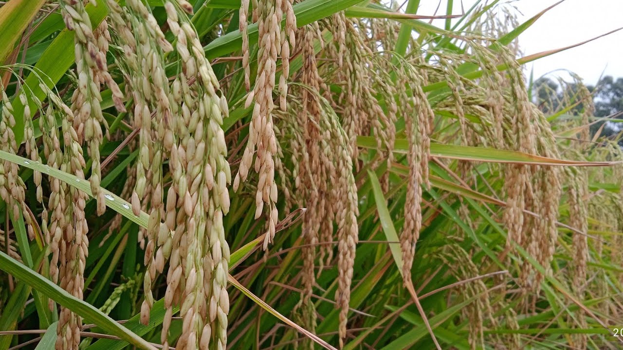 Japanese Rice farming, Rice Harvester Machine Japanese,Japanese Rice ...