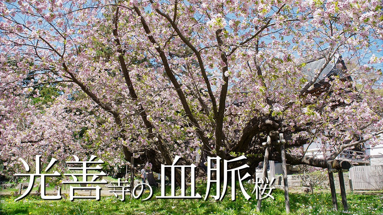 [4K]光善寺の血脈桜 - 松前町 2019 Kechimyaku-Zakura(Bloodline Cherry-Blossoms) at ...