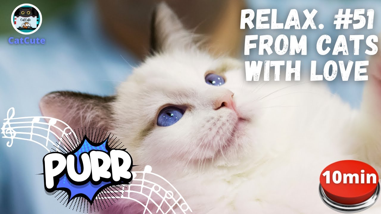 Cute Cat 😽Cat Relaxing to Calm Cute😽Cat Relaxing to Calm Music 🐈Cat ...