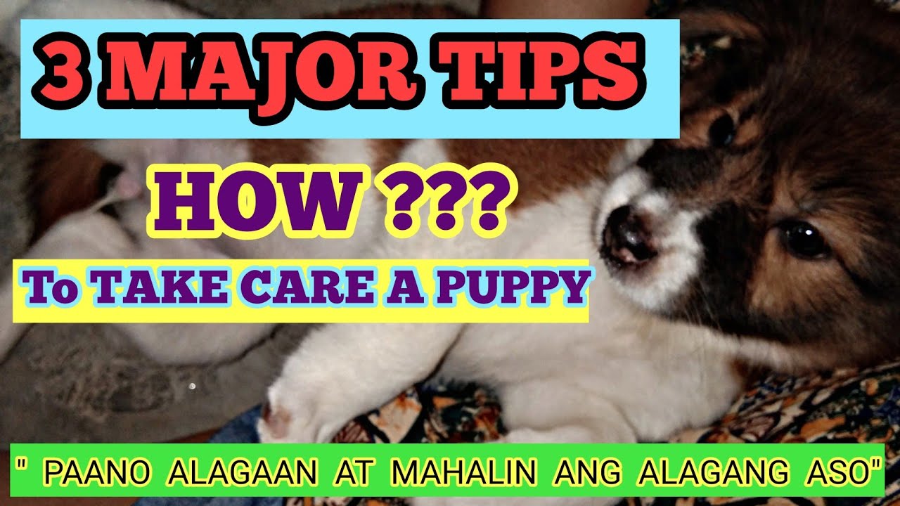 How to Take Care of Puppy | Major Tips | Pinoy Edition | KyleTj Vvlog ...