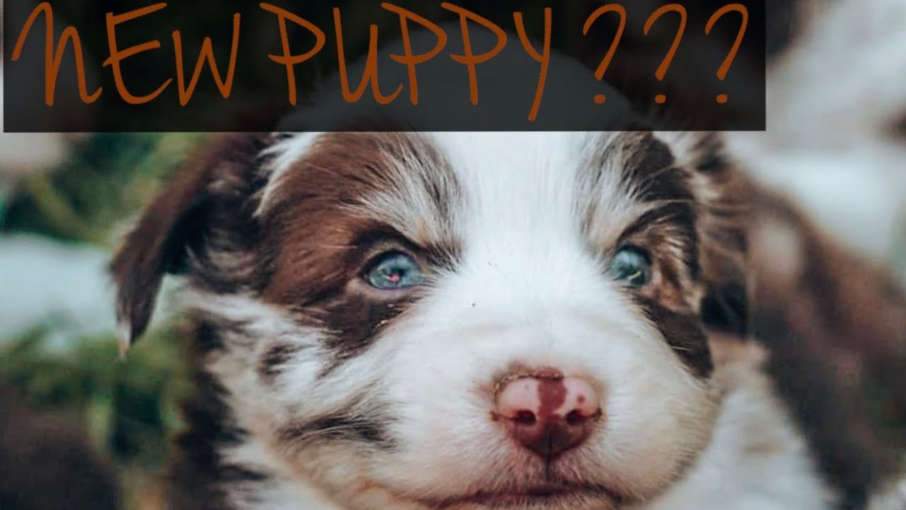 WE GOT A PUPPY!!| Getting our 8 week Mini Australian Shepherd| Puppy ...