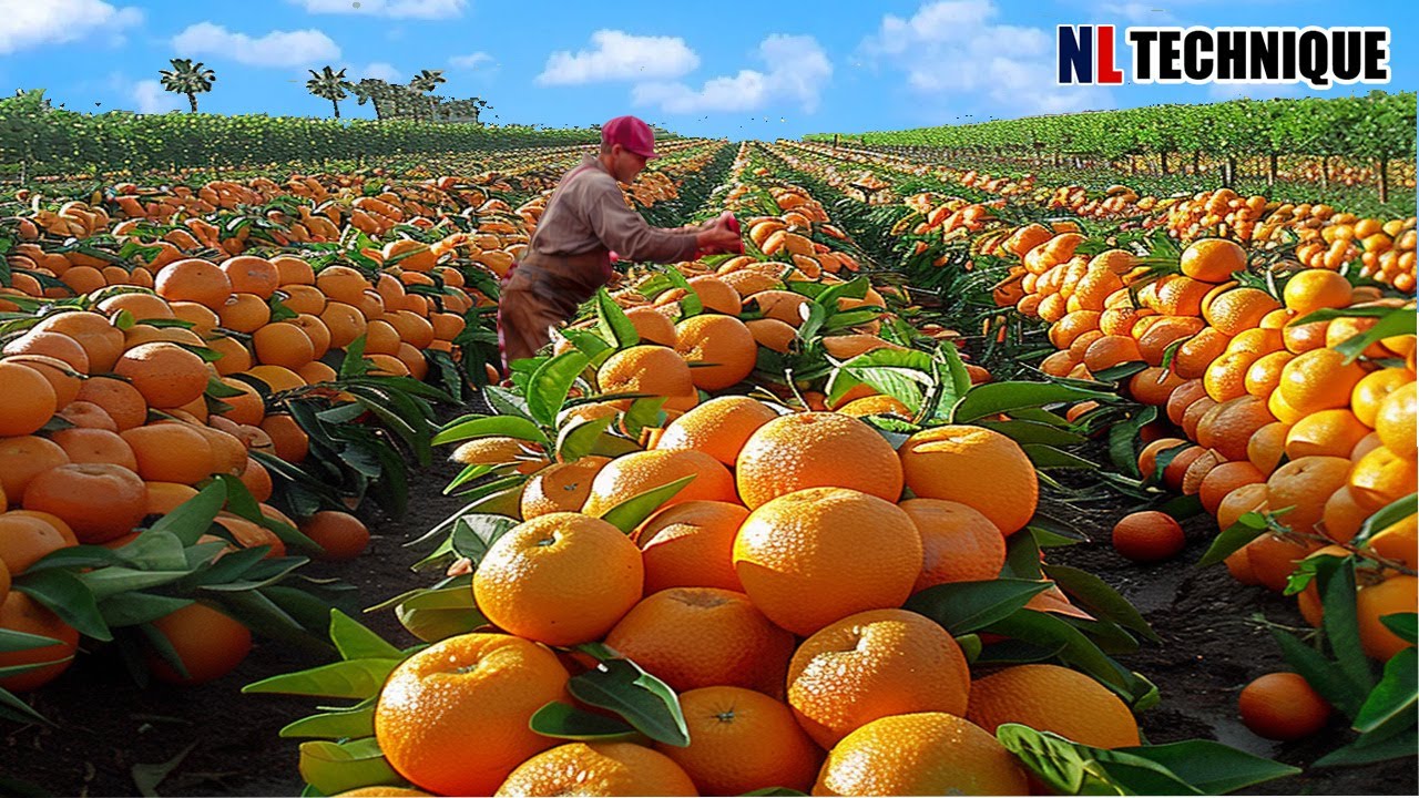 How US Farmers Harvest 100 Million Tons Of Orange - Agriculture ...