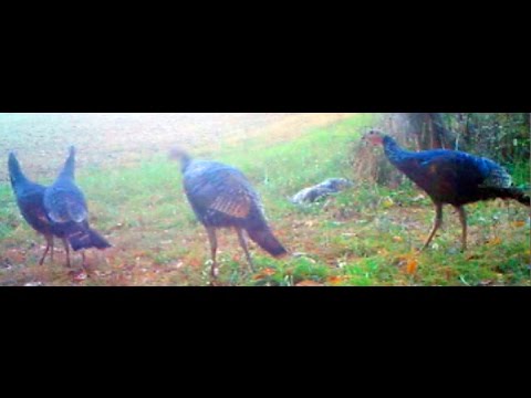 Turkeys a group of Wild turkeys fight play with crows - YouTube
