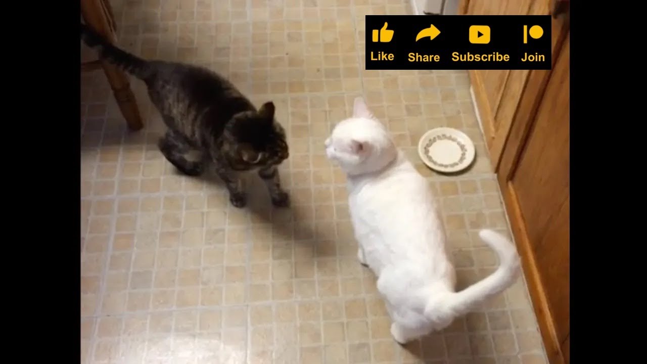 Cat frienemies (Standoff) 🤣 #funny #cute #nature #cats #cat #animals # ...