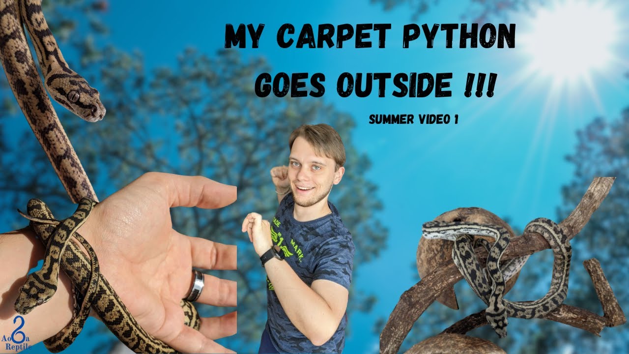 MY CARPET PYTHON GOES OUTSIDE YouTube my-carpet-python-goes-outside-youtube