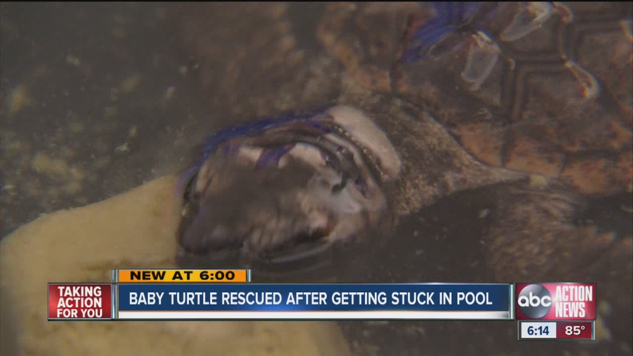 Baby turtle rescued after getting stuck in pool - YouTube